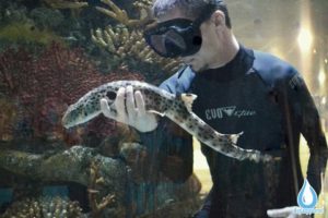 8 Facts About The Epaulette Shark - Aquapparel