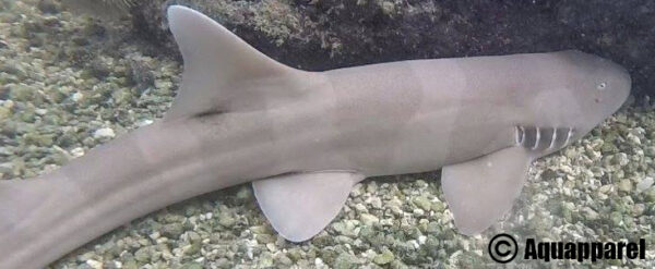 The Brown Banded Bamboo Shark - Aquapparel