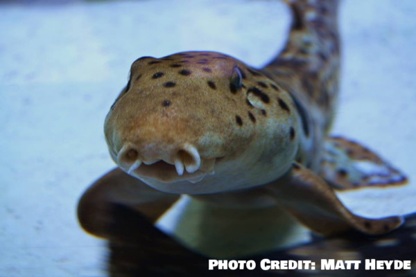 The Epaulette Shark aka The Walking Shark - Aquapparel