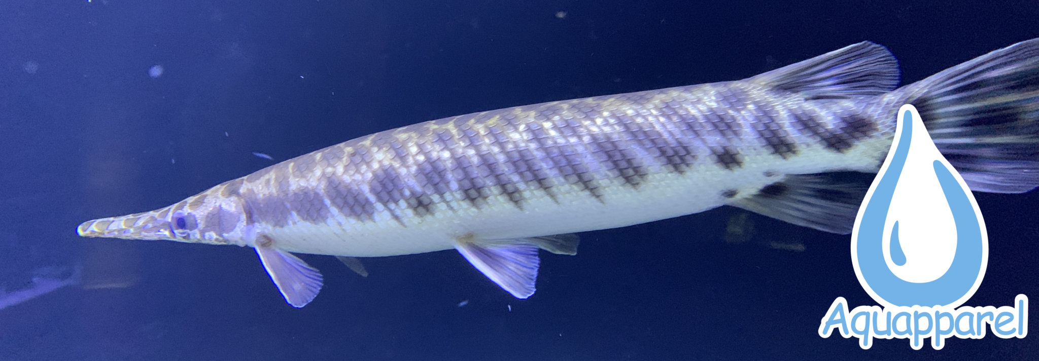 Are Garfish Endangered Or Protected? - Aquapparel