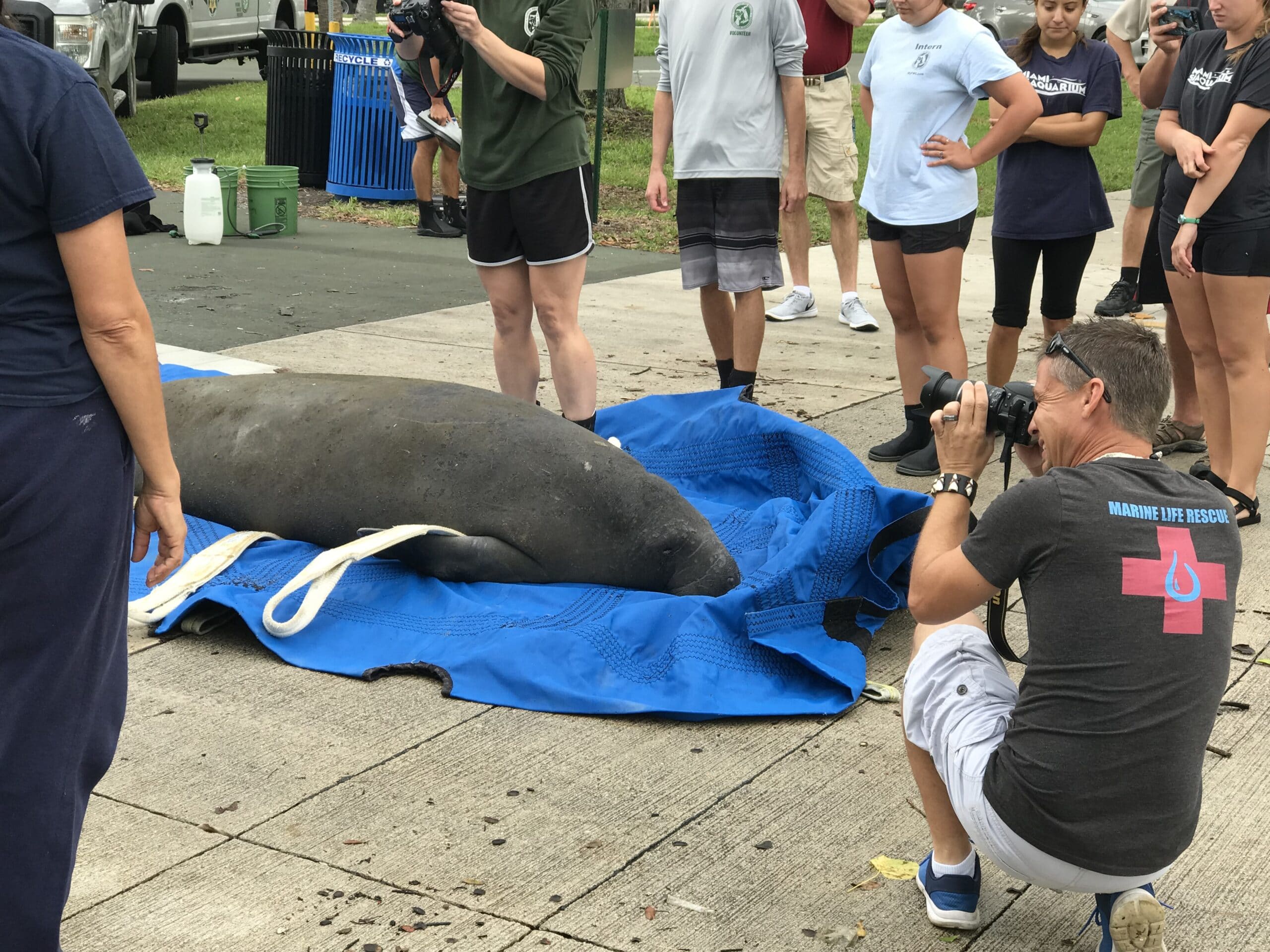 $30 Million for Saving Manatees in Florida – Here’s Where the Money ...