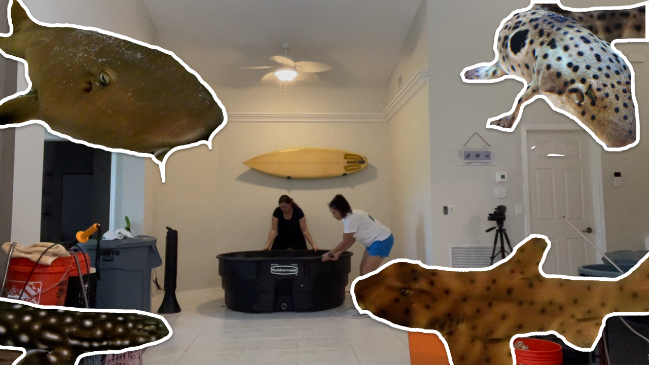 Shark Pond Move 2022 - Aquapparel