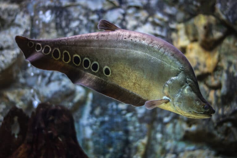 The Secret Life of Knifefish - Aquapparel