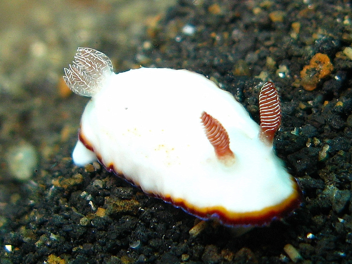 What Is A Group Of Sea Bunnies Called At Neida Tracy Blog What Is A Group Of Sea Bunnies Called At Neida Tracy Blog