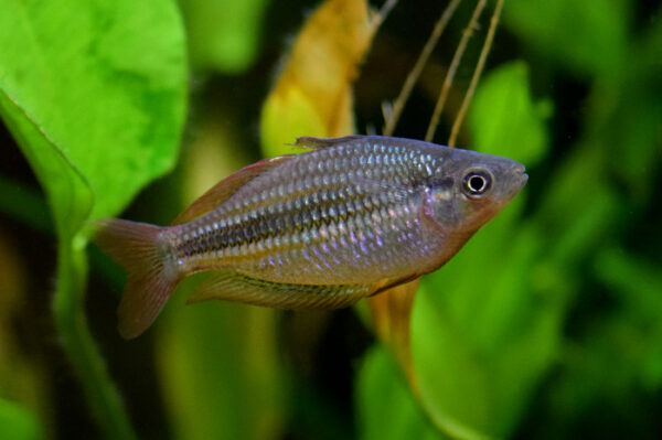 9 Facts About the Beautiful Australian Rainbow Fish - Aquapparel