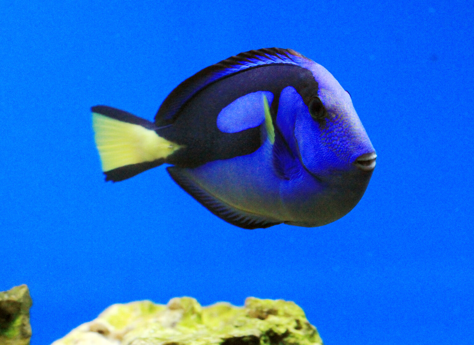 10 Facts About The Blue Tang - Aquapparel
