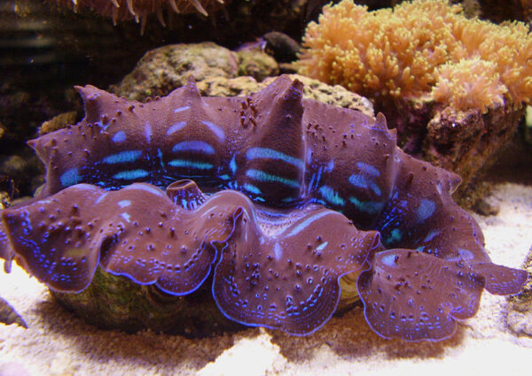 7 Facts About the Maxima Clam - Aquapparel