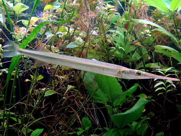 9 Facts About The Needle Nose Gar - Aquapparel