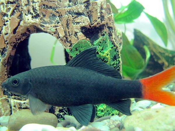 8 Facts About the Fascinating Loach Fish - Aquapparel