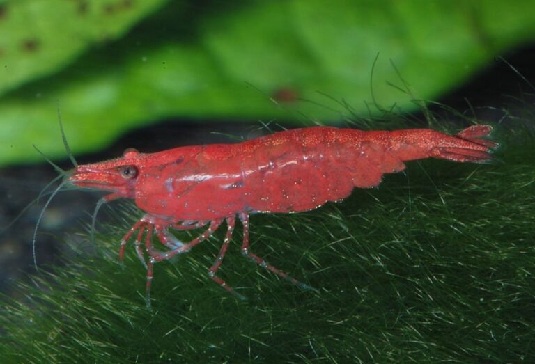 How to Breed Red Cherry Shrimp (Neocaridina heteropoda) - Aquapparel