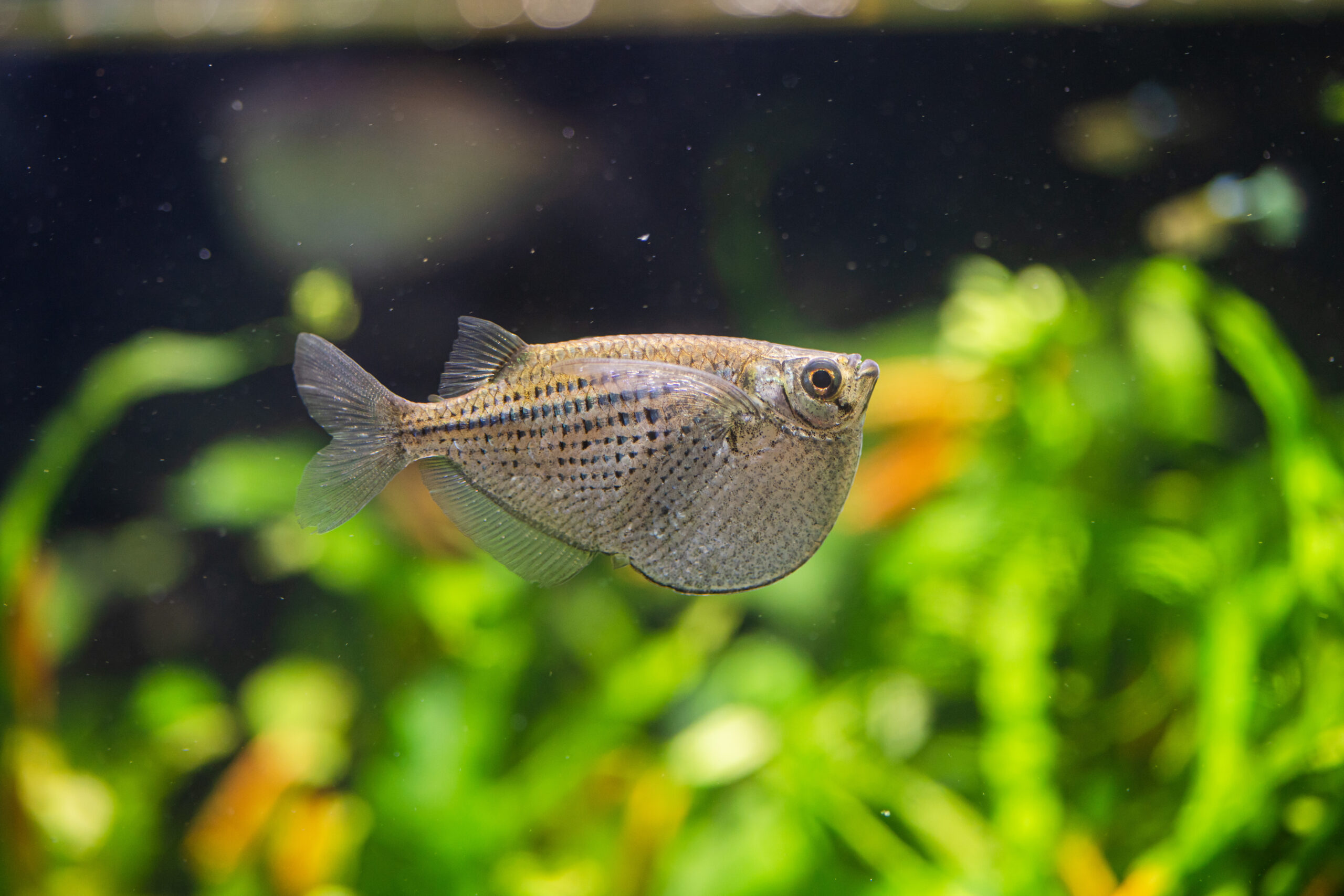 Hatchetfish