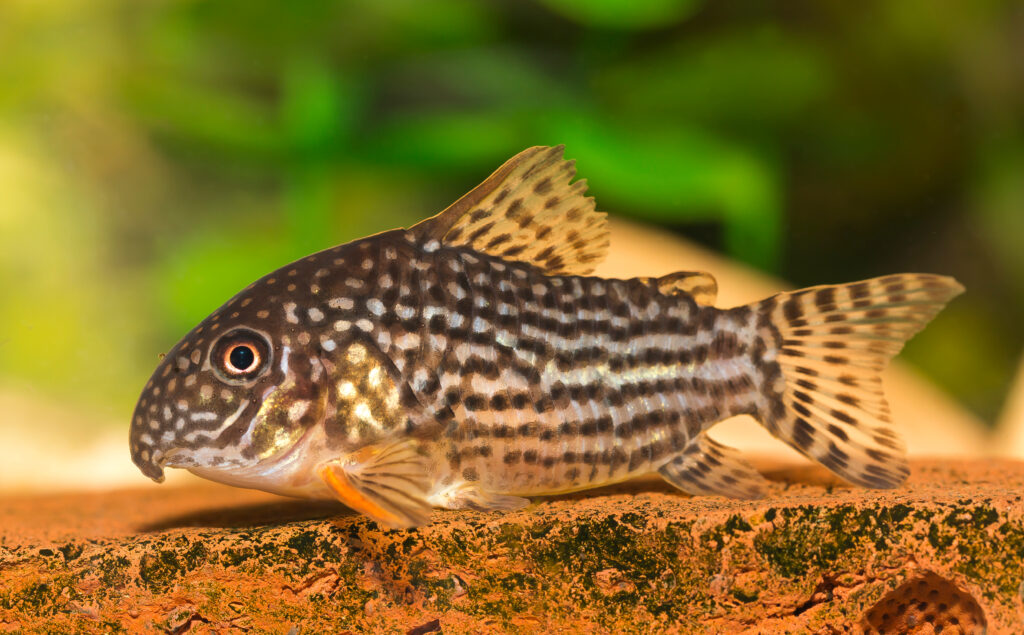 9 Facts About The Cory Catfish aka The Corydora - Aquapparel
