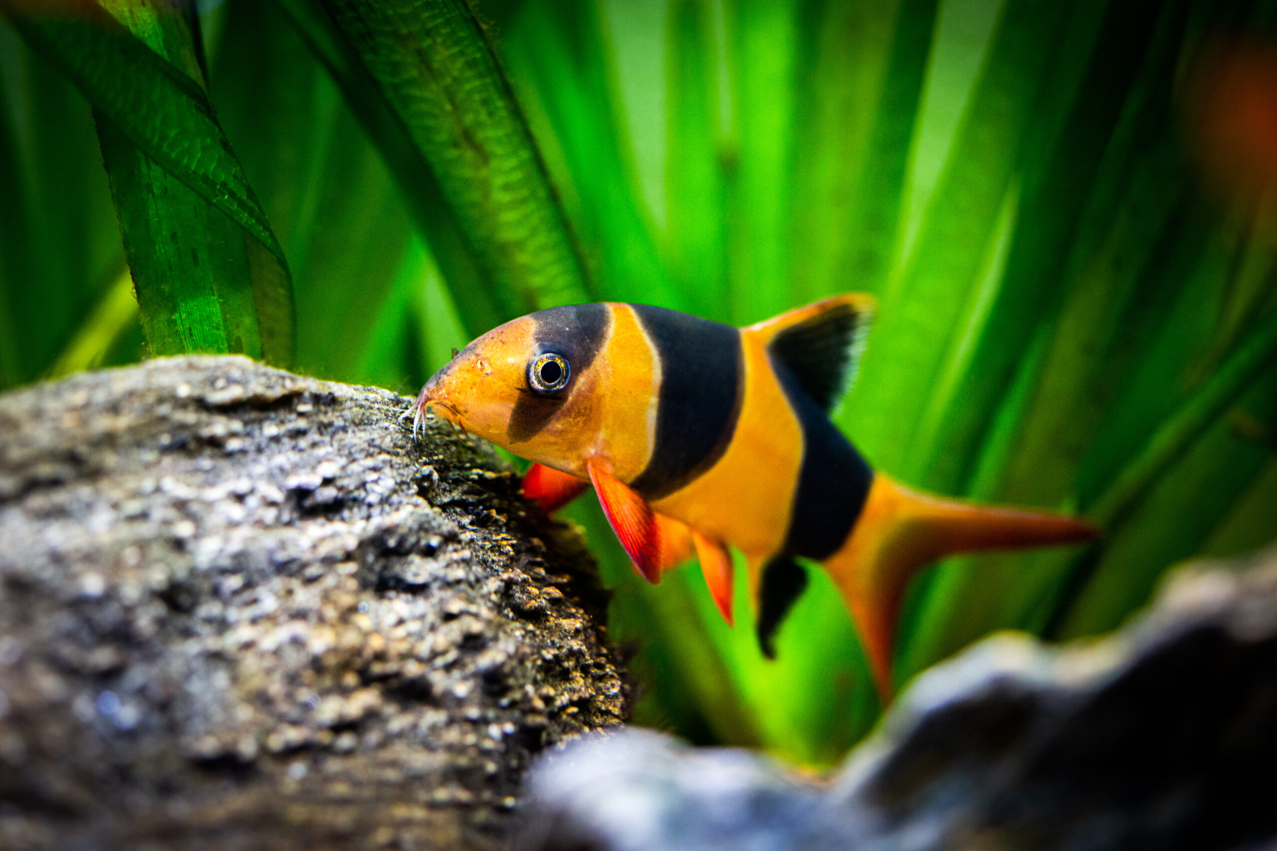 8 Facts About the Fascinating Loach Fish - Aquapparel